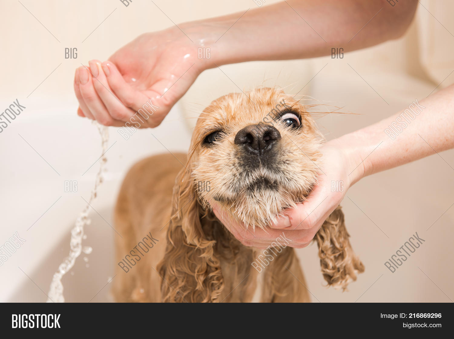 Grumer Washes Dog Foam Image & Photo (Free Trial) | Bigstock