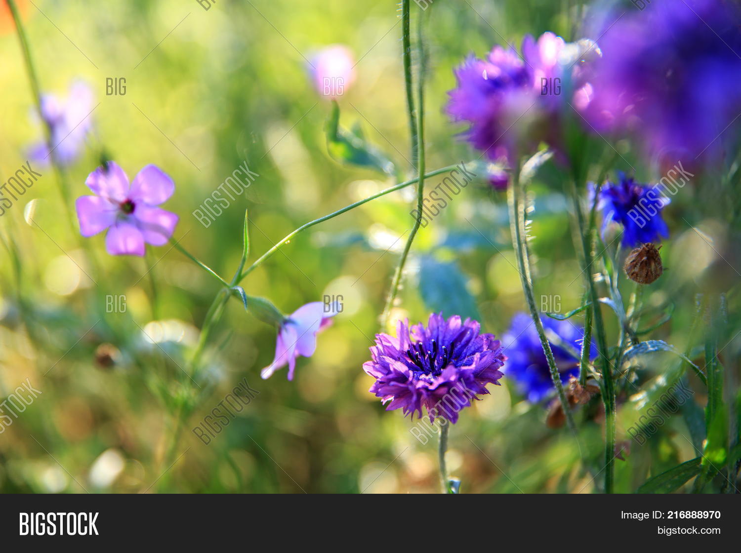 Beautiful Meadow Field Image & Photo (Free Trial) | Bigstock