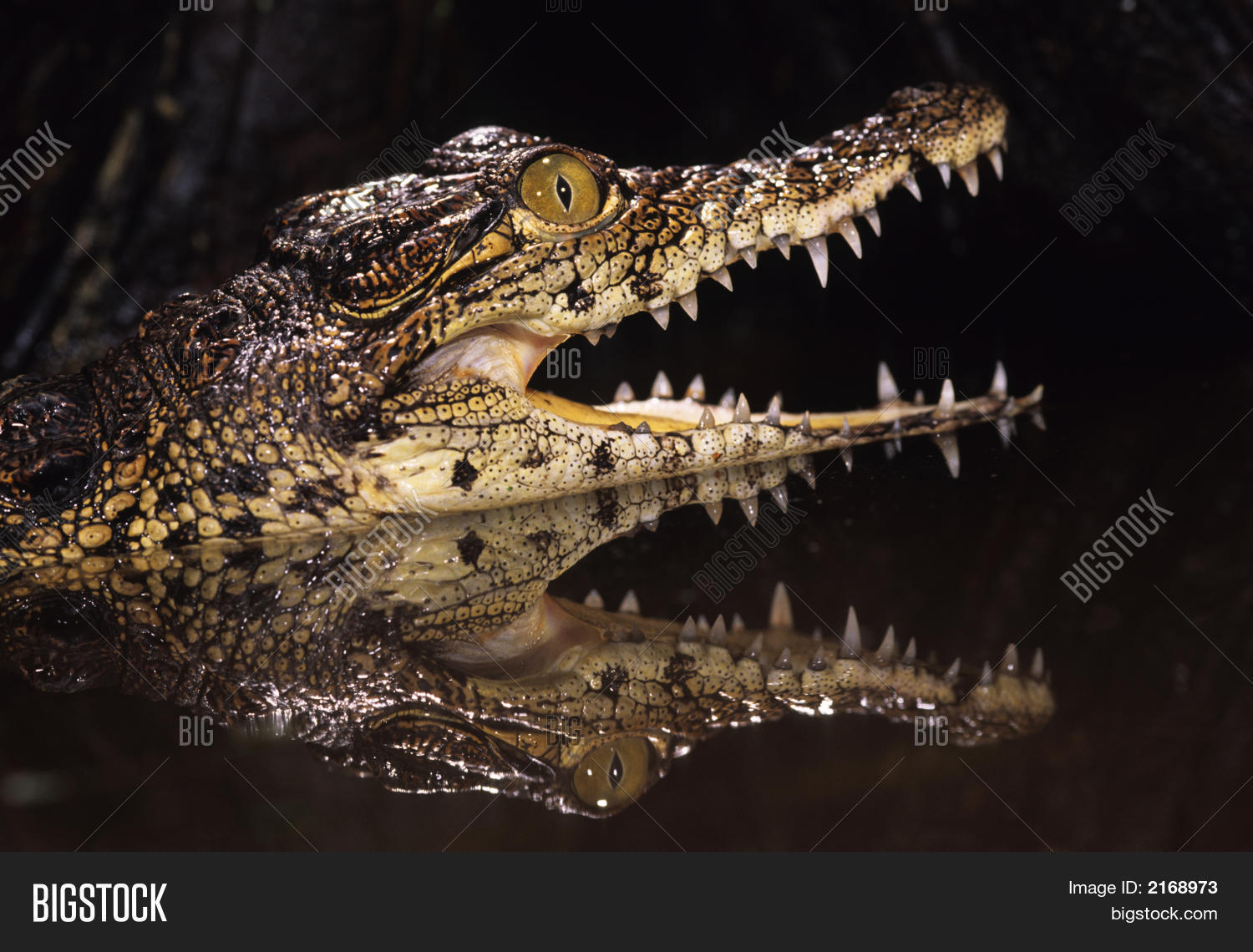 Caiman Image & Photo (Free Trial) | Bigstock