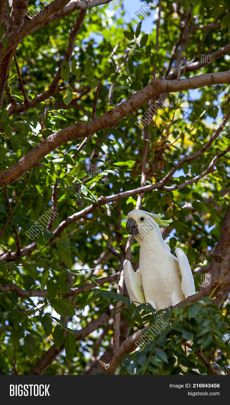 Cockatoo Victoria Park Image & Photo (Free Trial) | Bigstock