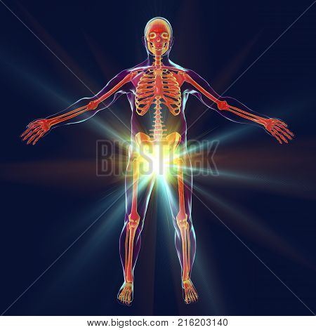Anatomy Of An Erection Images, Illustrations & Vectors (Free) - Bigstock