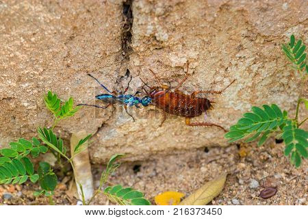 Emerald Cockroach Wasp Image & Photo (Free Trial) | Bigstock