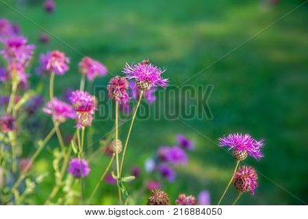 Thistle, Carduus, Image & Photo (Free Trial) | Bigstock