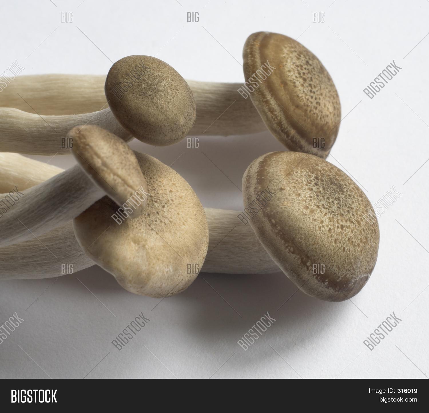 Hon Shimeji Mushrooms Image & Photo (Free Trial) | Bigstock