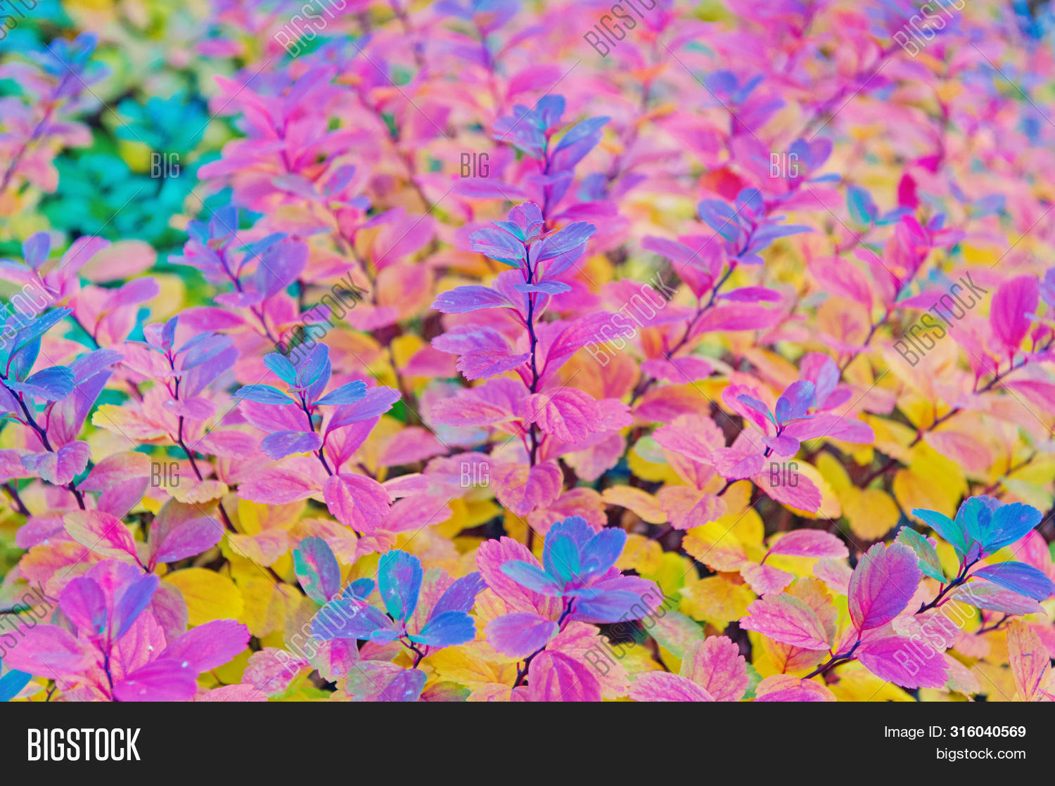Red Colorful Leaves Image & Photo (Free Trial) | Bigstock