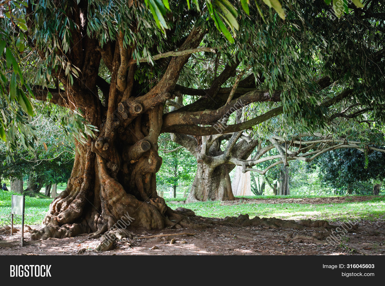 Peradeniya, Sri Lanka Image & Photo (Free Trial) | Bigstock