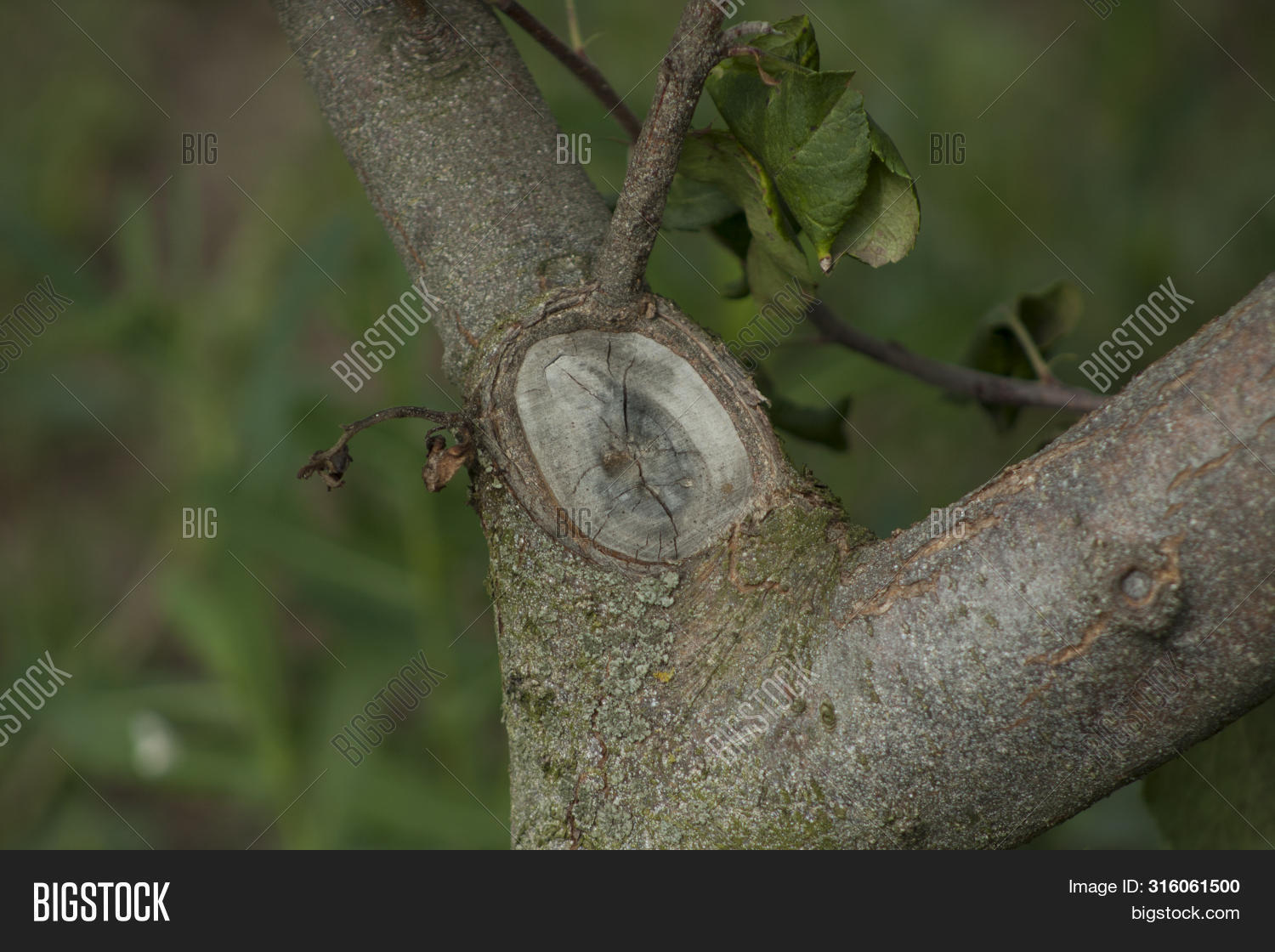 Trunk Young Apple Tree Image & Photo (Free Trial) | Bigstock