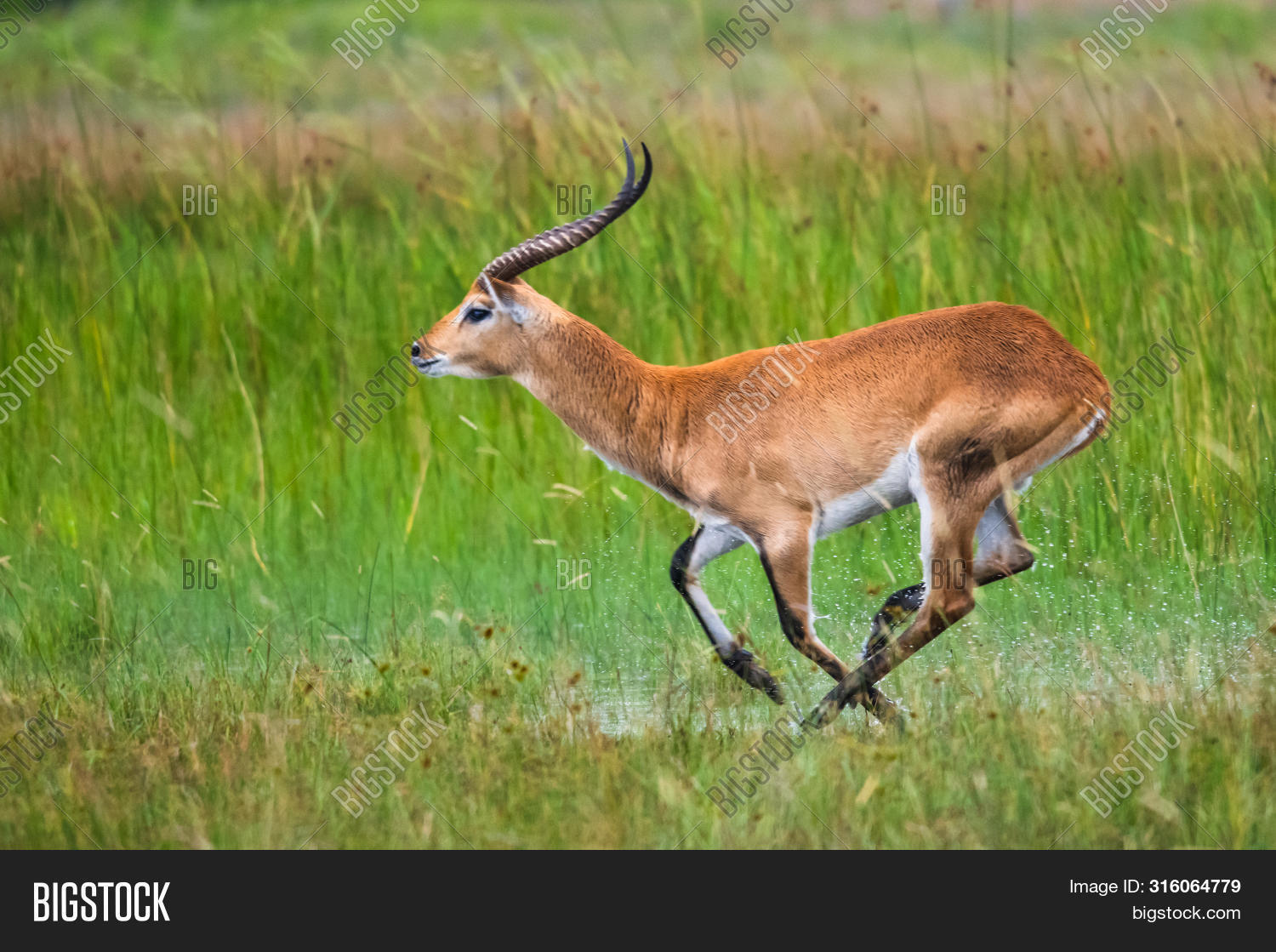 Running Antelope Image & Photo (Free Trial) | Bigstock