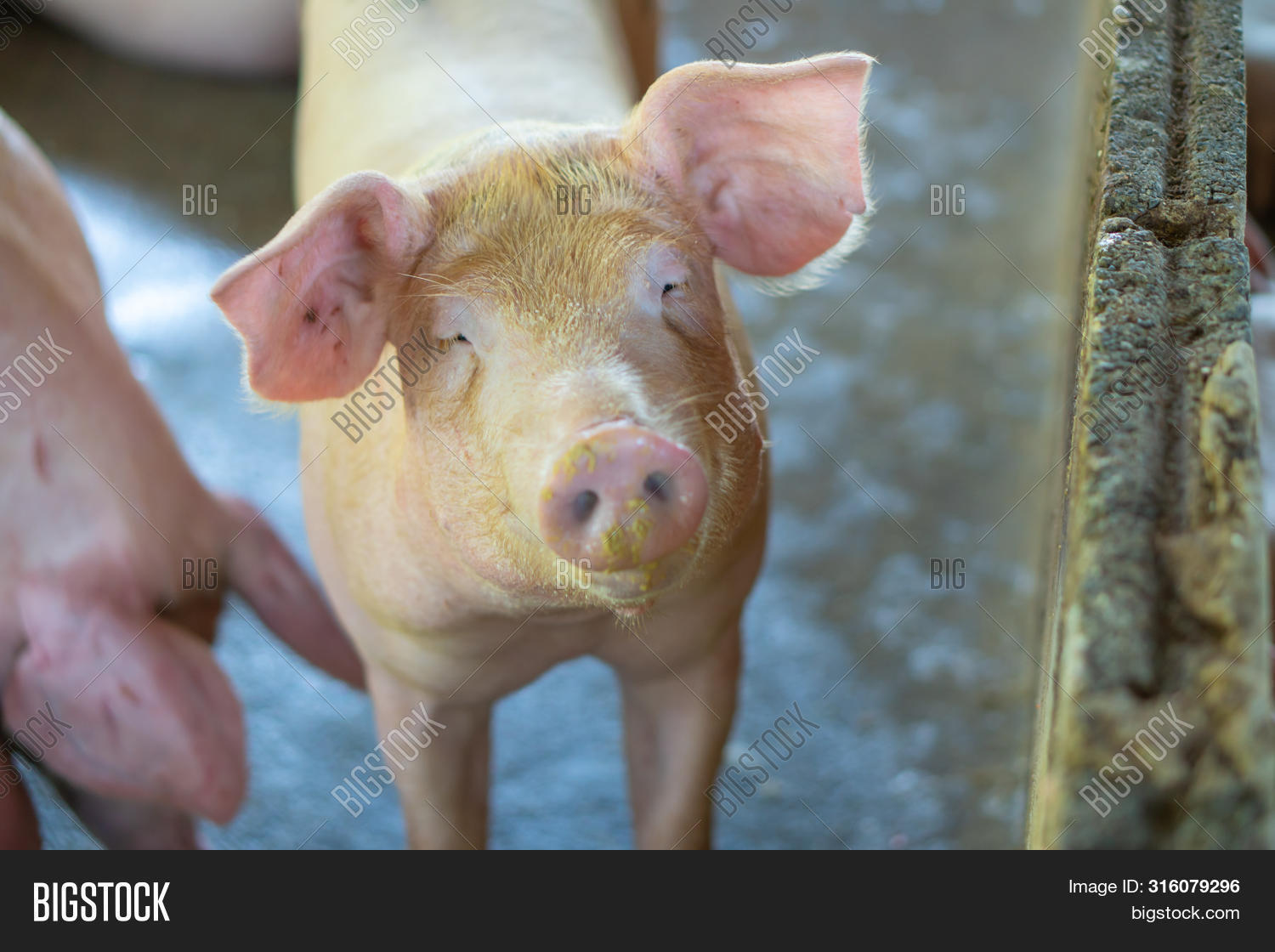 Group Pig That Looks Image & Photo (Free Trial) | Bigstock