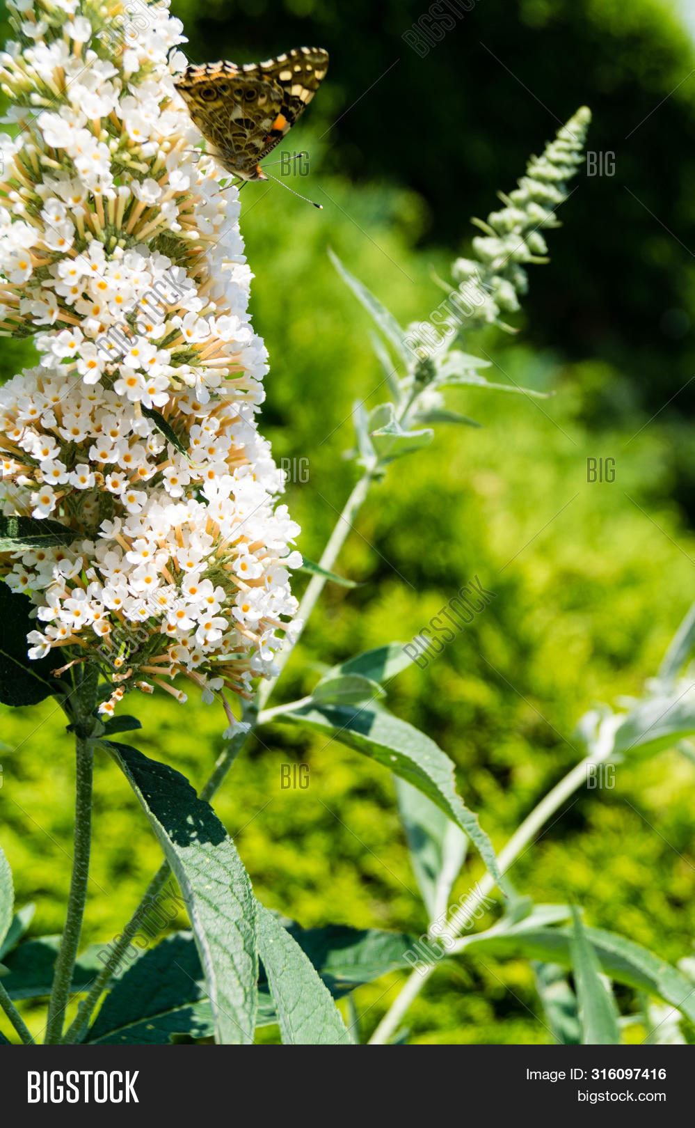 Blooming Buddleja Image & Photo (Free Trial) | Bigstock