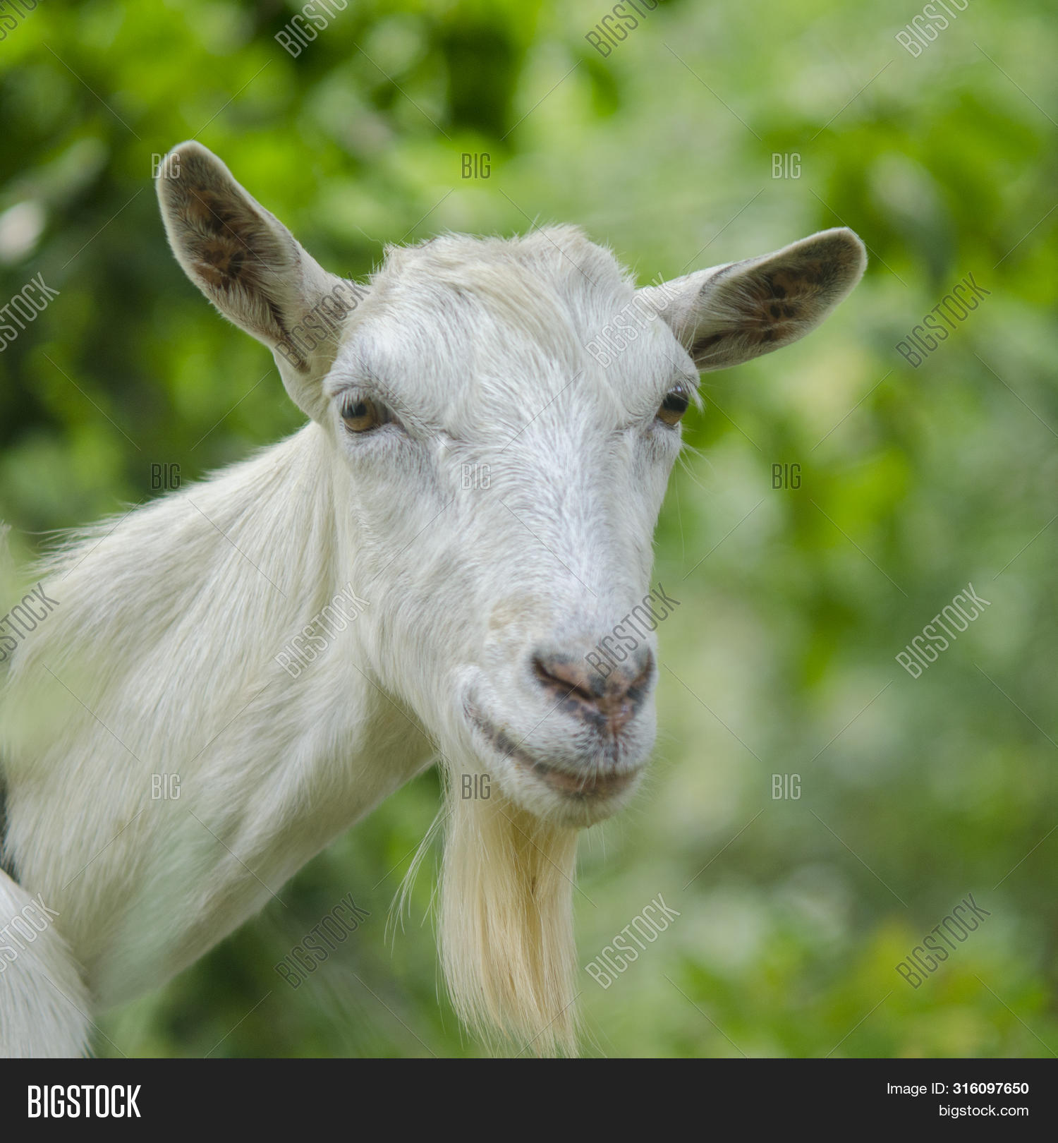 Portrait Goat. Image & Photo (Free Trial) | Bigstock