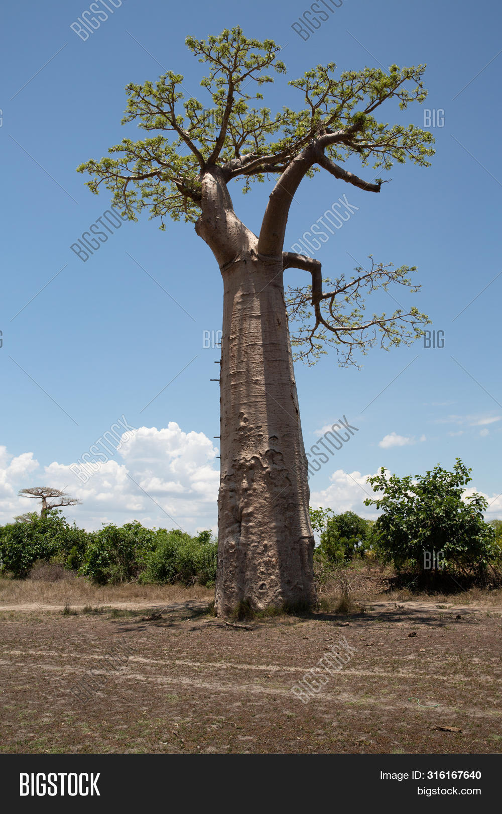 Beautiful Baobab Trees Image & Photo (Free Trial) | Bigstock