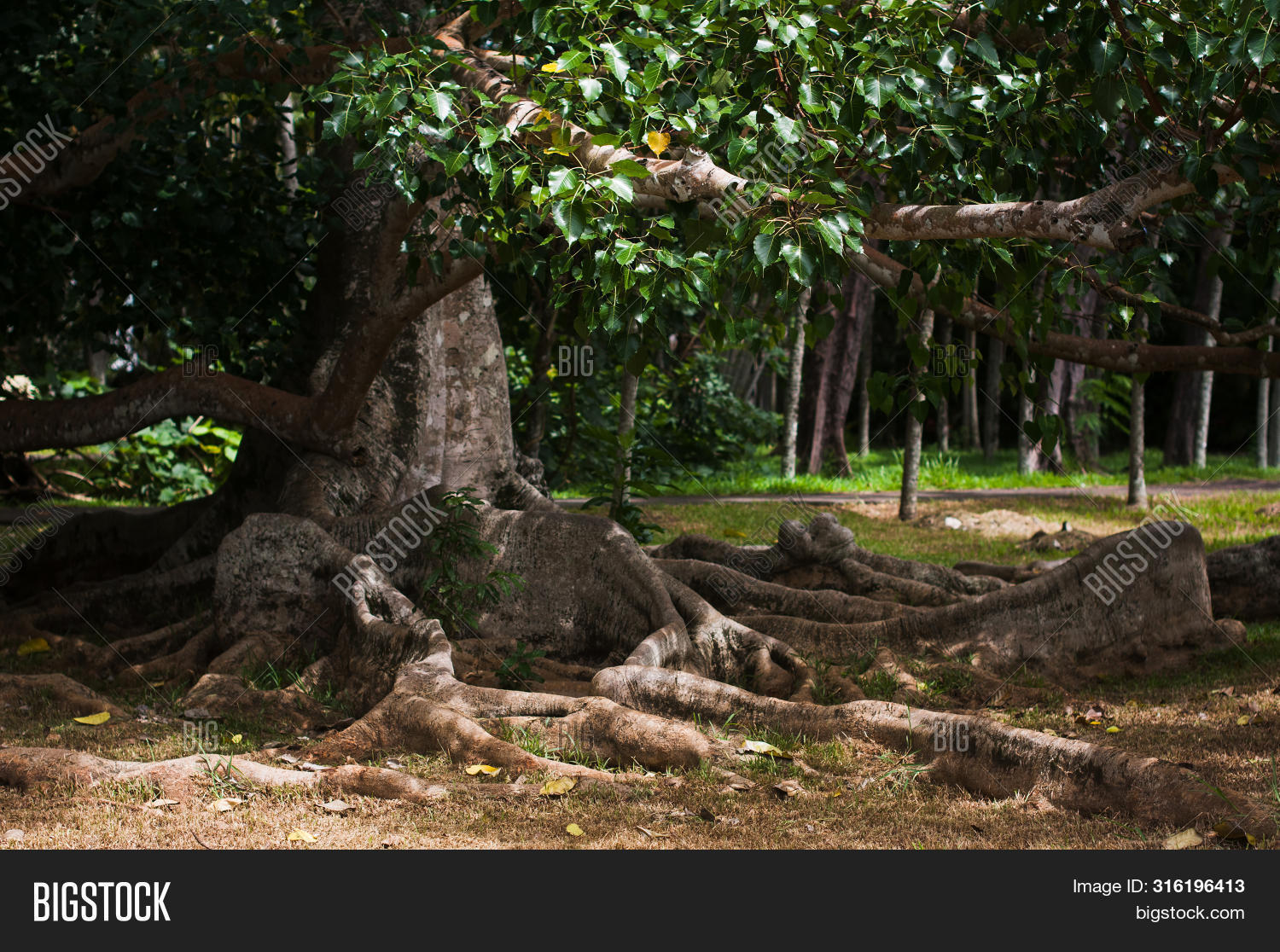 Giant Tree Roots Ficus Image & Photo (Free Trial) | Bigstock