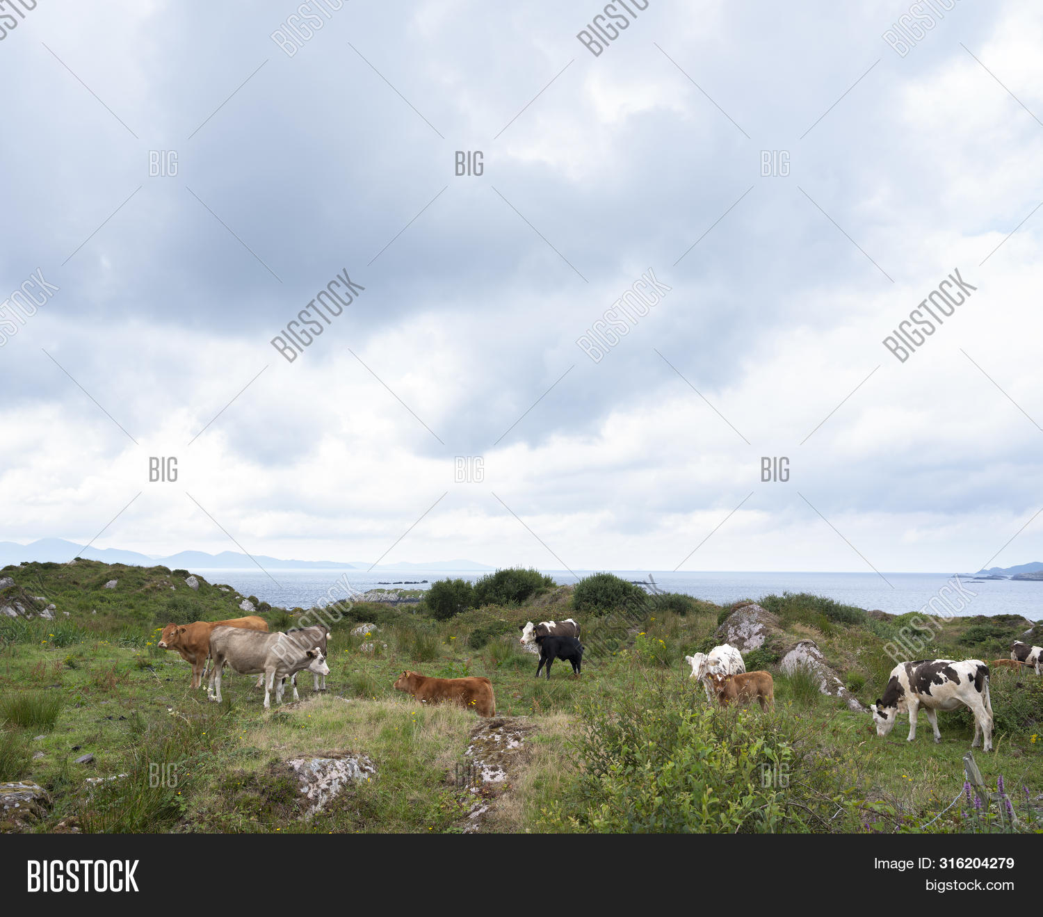 Cows Calves On Kerry Image & Photo (Free Trial) | Bigstock