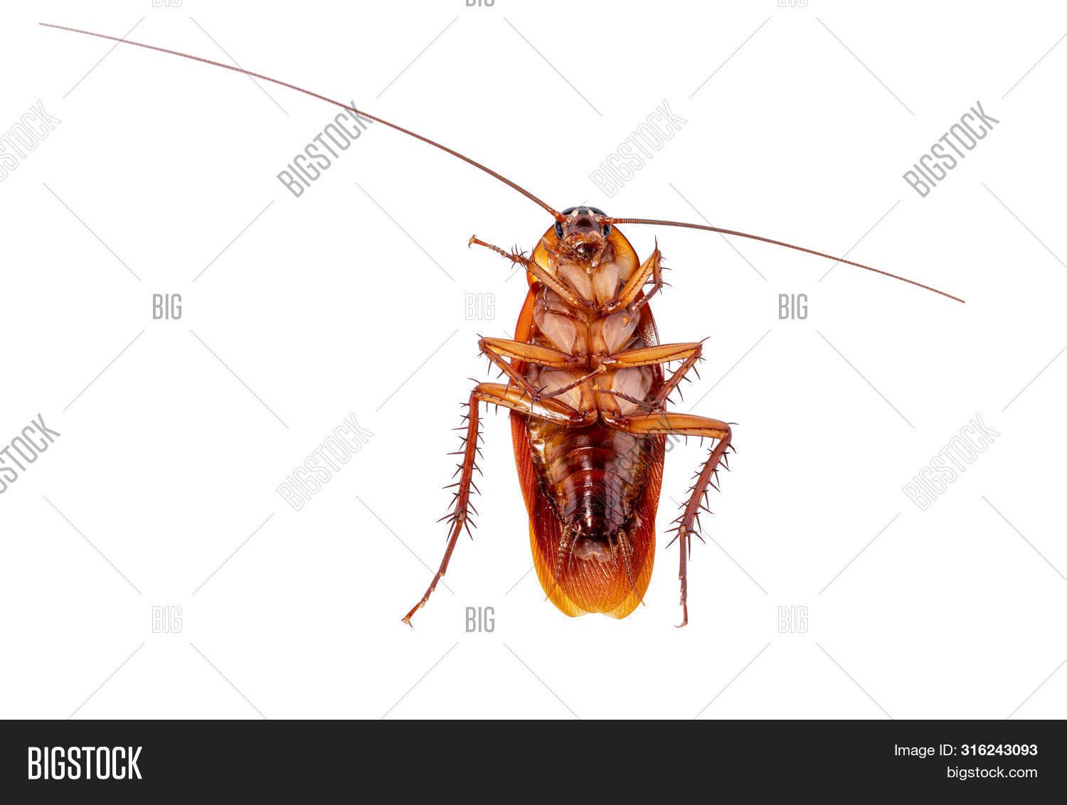Cockroaches Isolated Image & Photo (Free Trial) | Bigstock