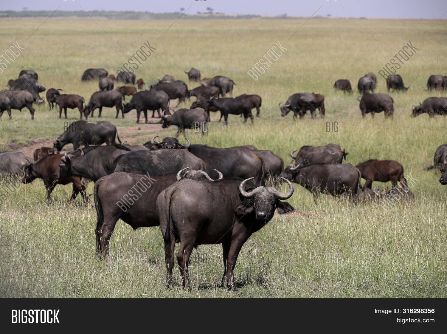 Cape Buffalo Herd Image & Photo (Free Trial) | Bigstock