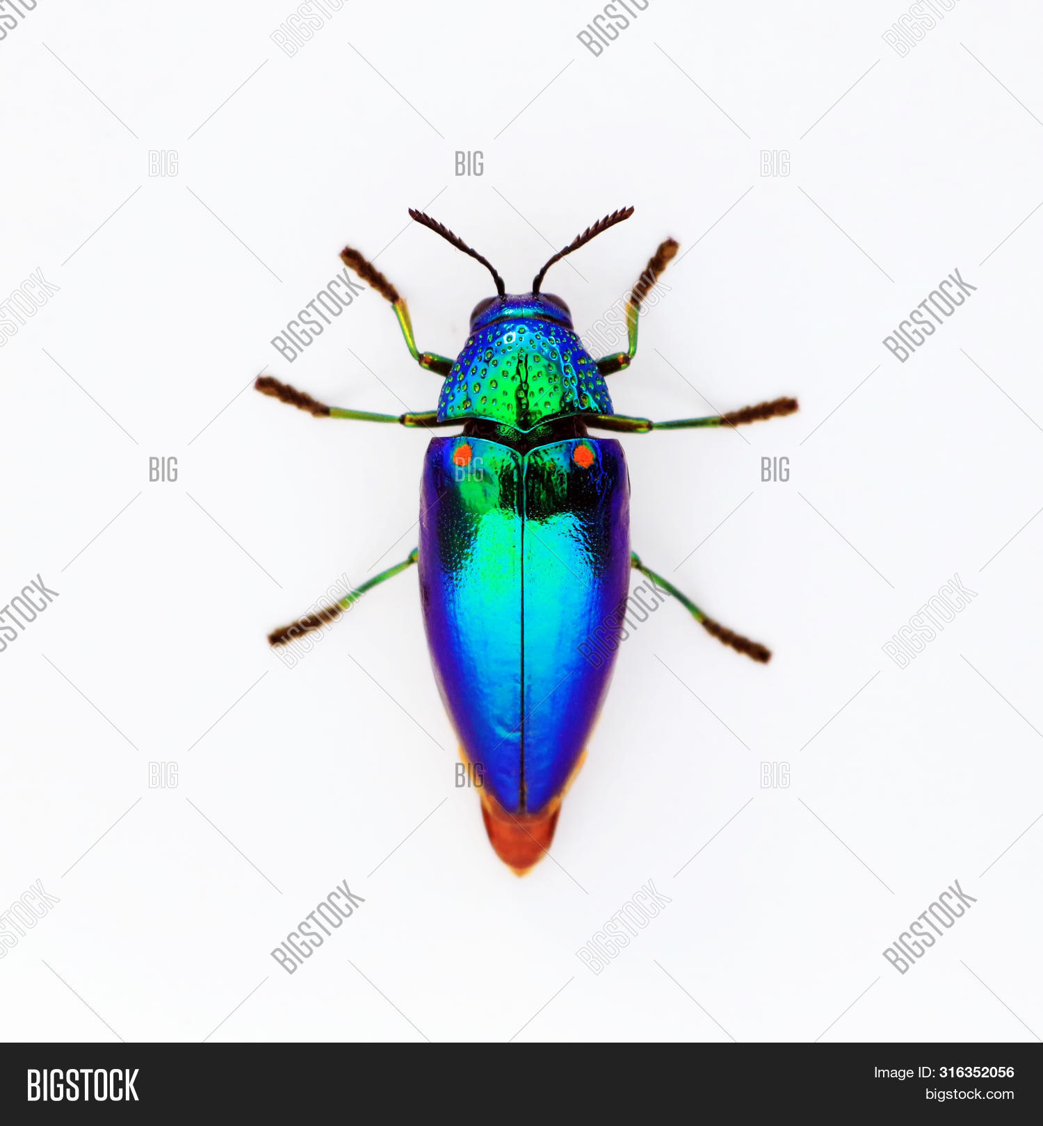 Jewel Beetle ( Image & Photo (Free Trial) | Bigstock