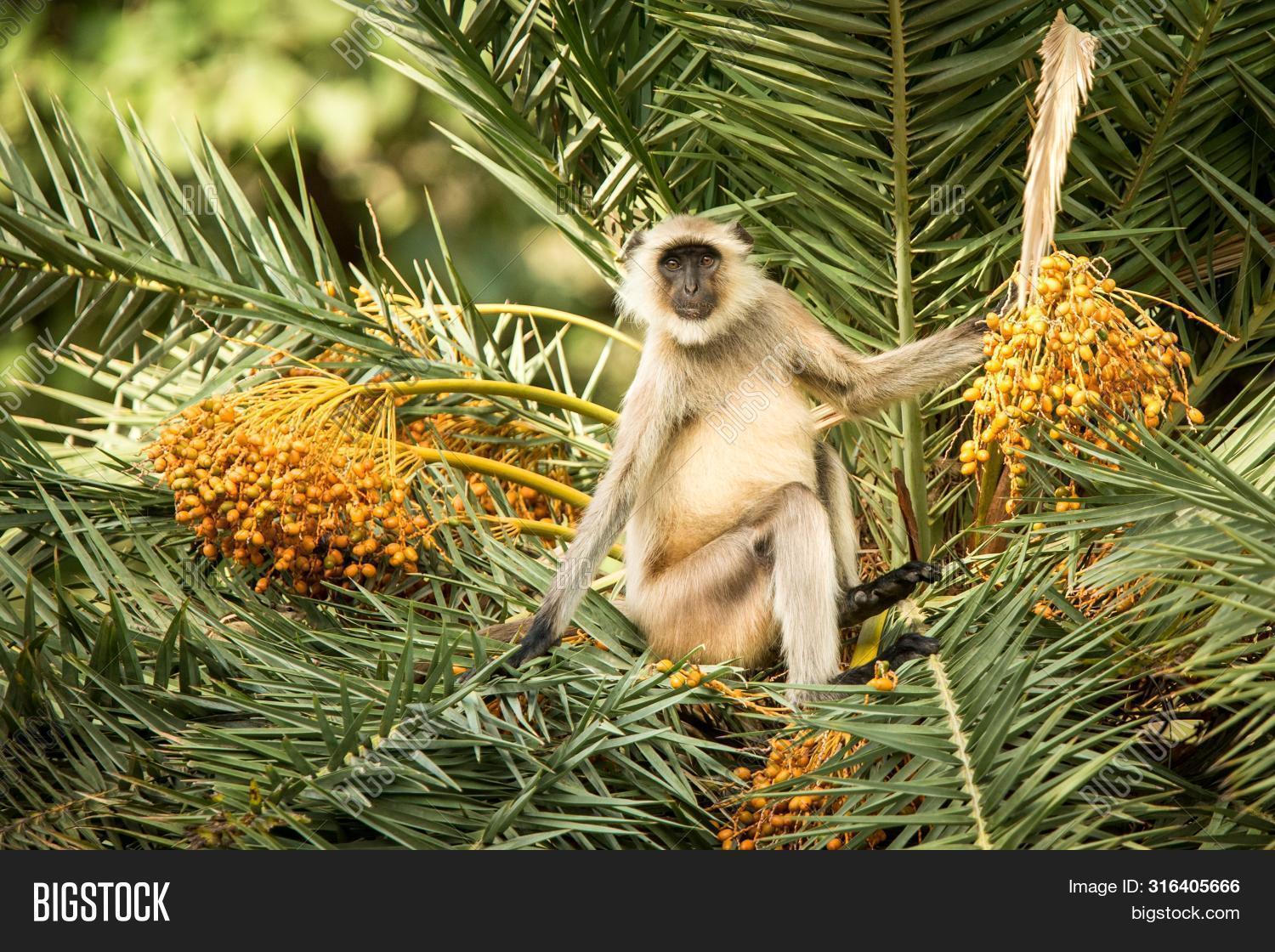 Gray Langurs, Sacred Image & Photo (Free Trial) | Bigstock