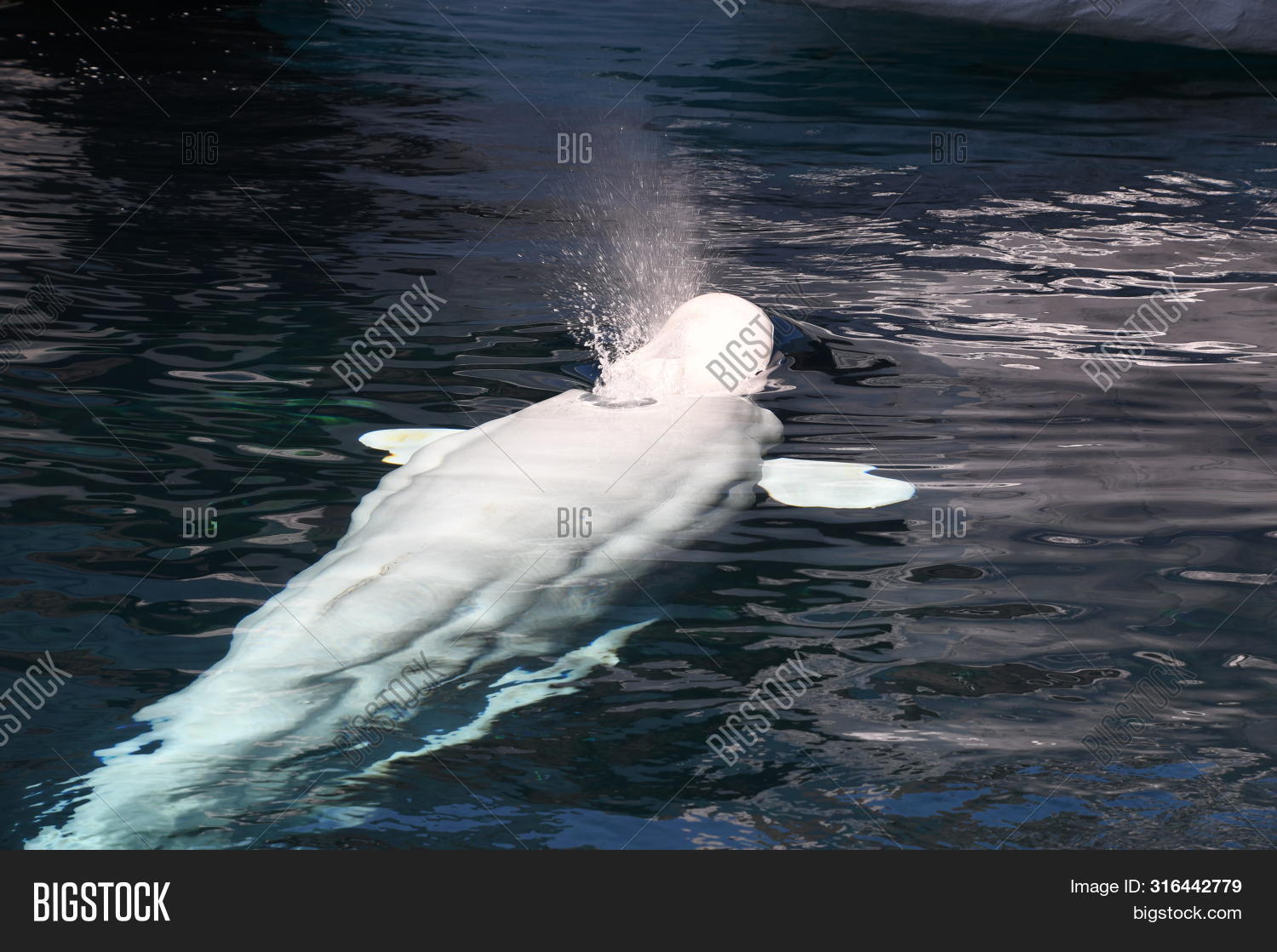 Beluga Whale Few Feet Image & Photo (Free Trial) | Bigstock