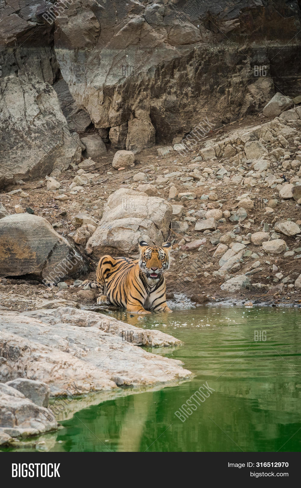 Wildlife Scene Tigress Image & Photo (Free Trial) | Bigstock