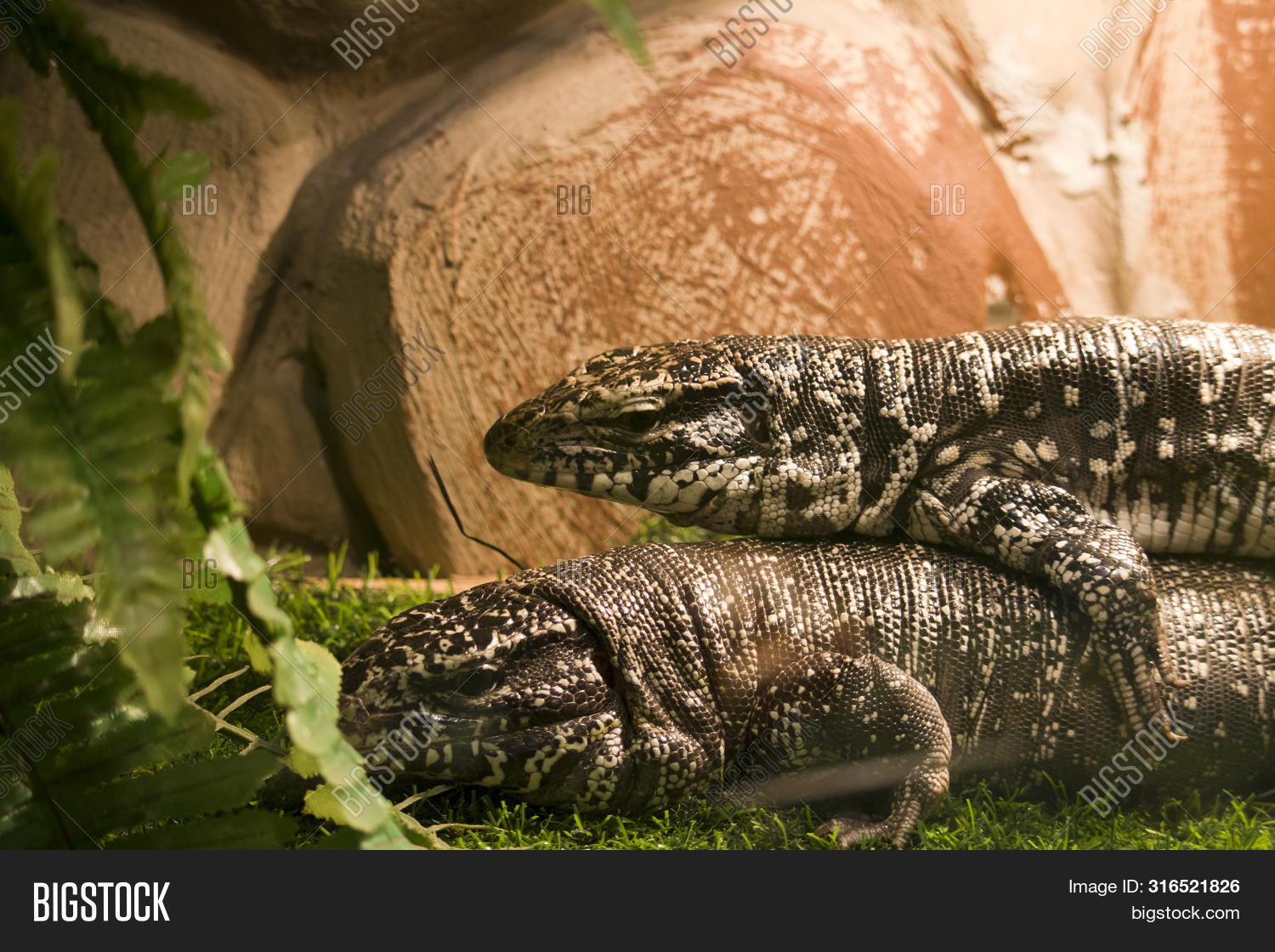 Two Lizards One On Image & Photo (Free Trial) | Bigstock