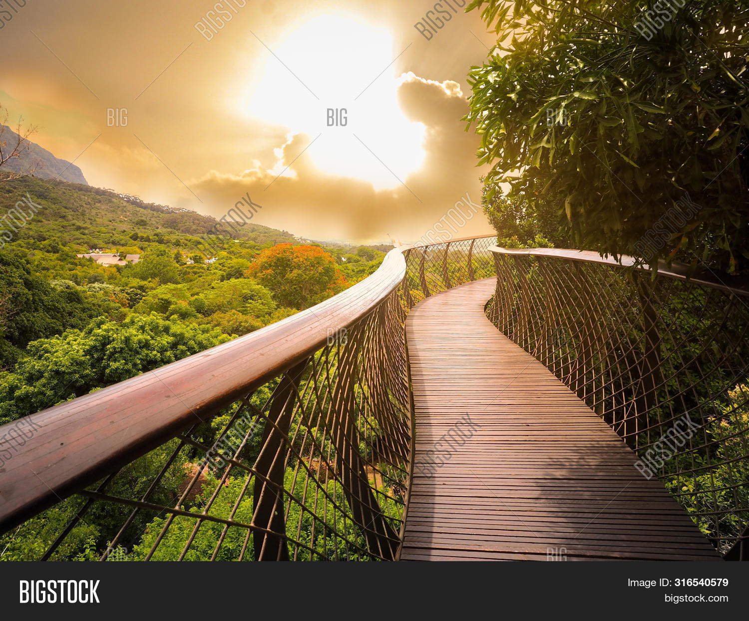 Tree Canopy Walkway ( Image & Photo (Free Trial) | Bigstock