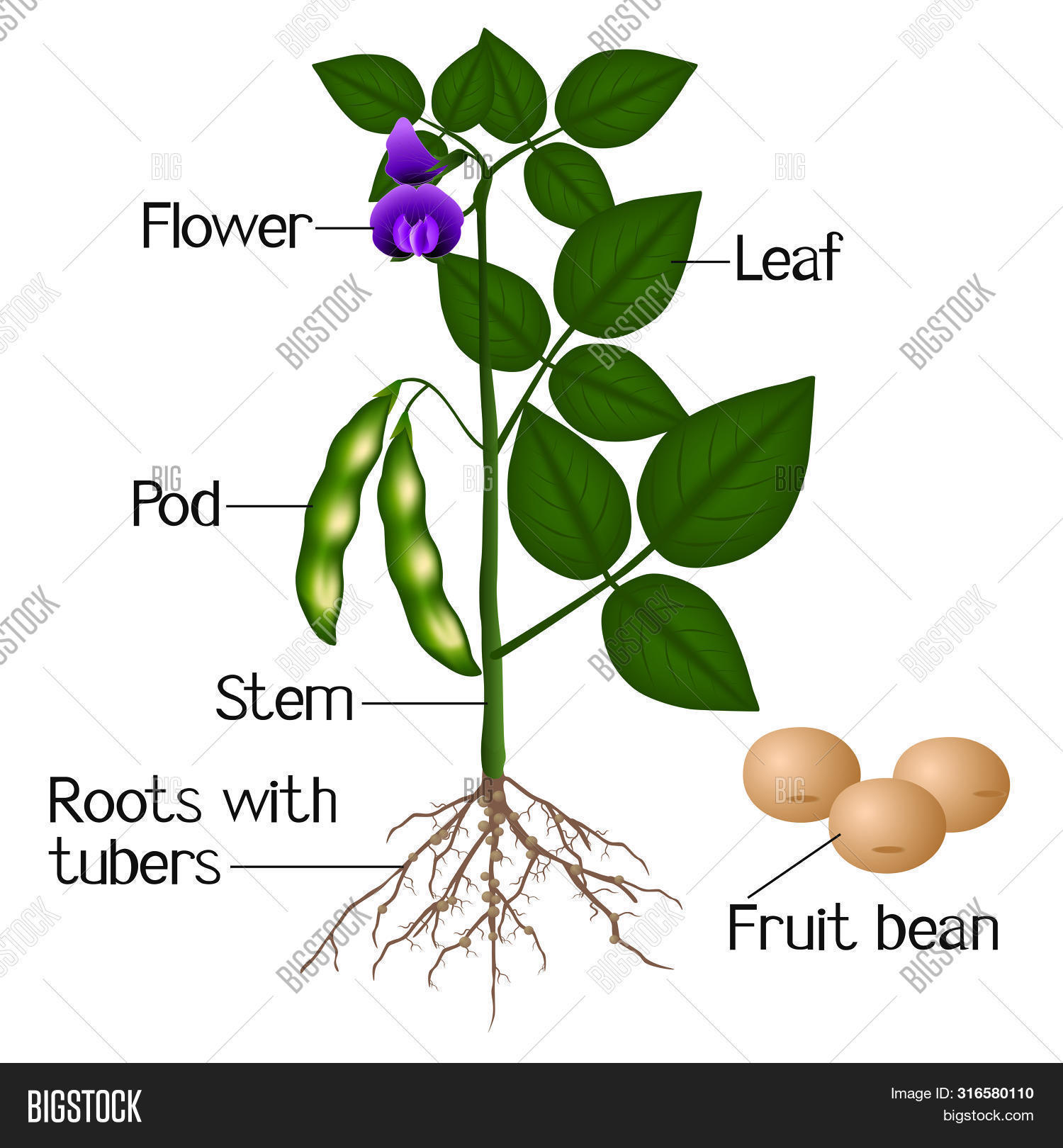 Illustration Showing Vector & Photo (Free Trial) | Bigstock
