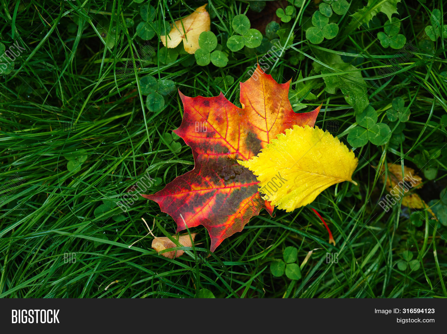 Large Fallen Red Maple Image & Photo (Free Trial) | Bigstock