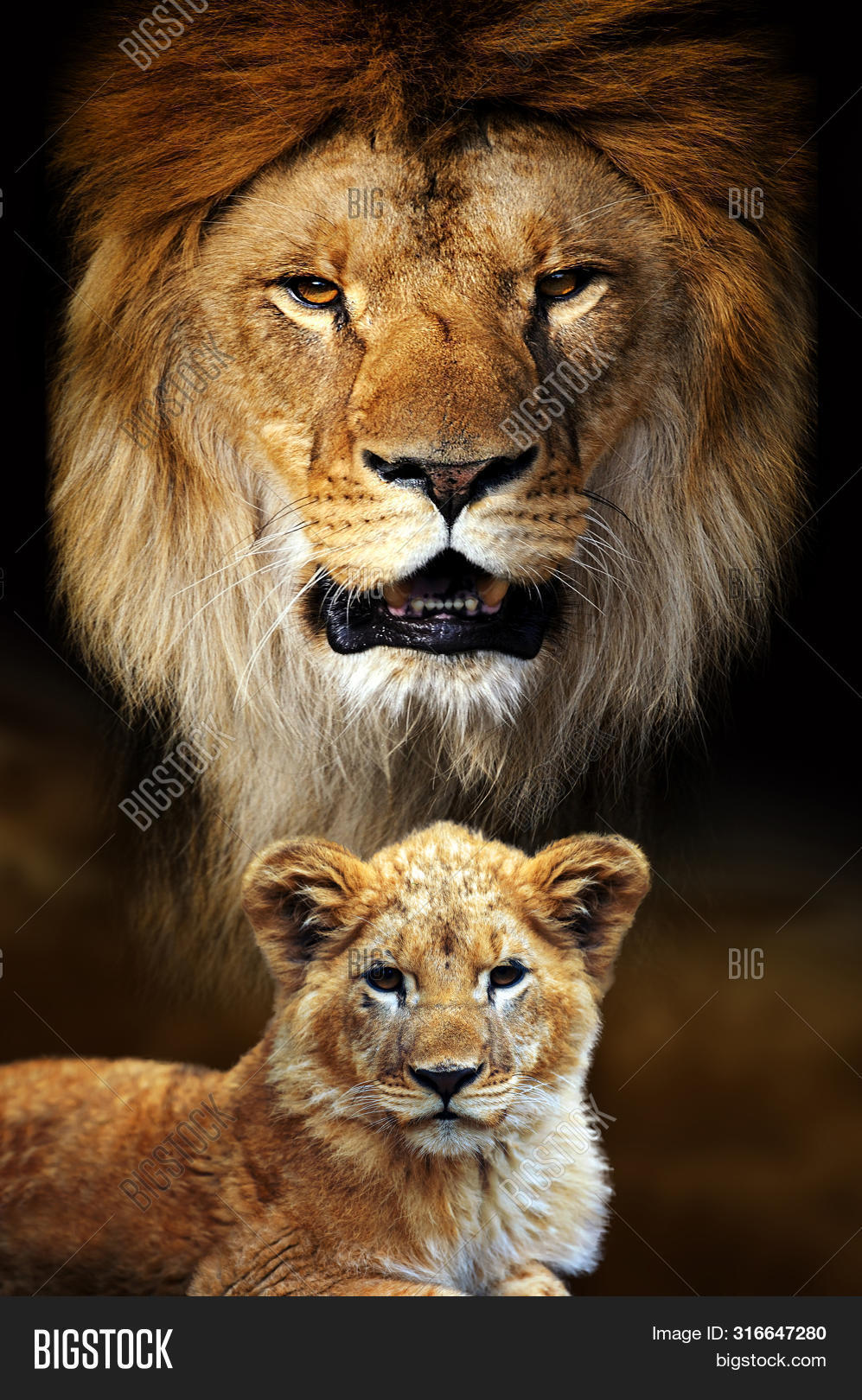 Big Male Lion Cub Image & Photo (Free Trial) | Bigstock