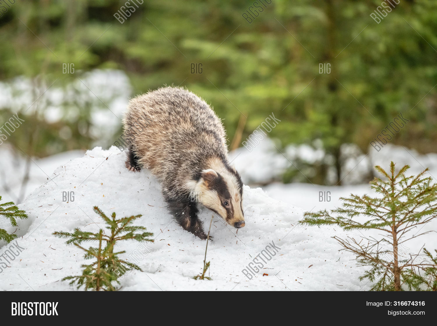 Badger Running Snow, Image & Photo (Free Trial) | Bigstock