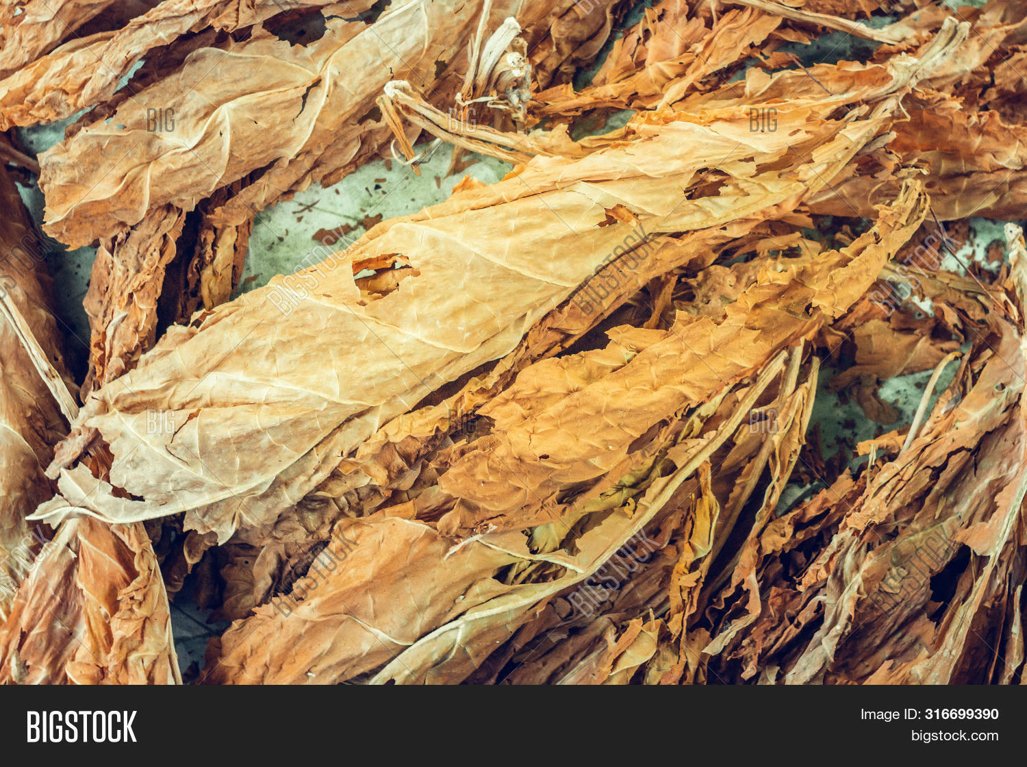Dry Tobacco Leaves Image & Photo (Free Trial) | Bigstock