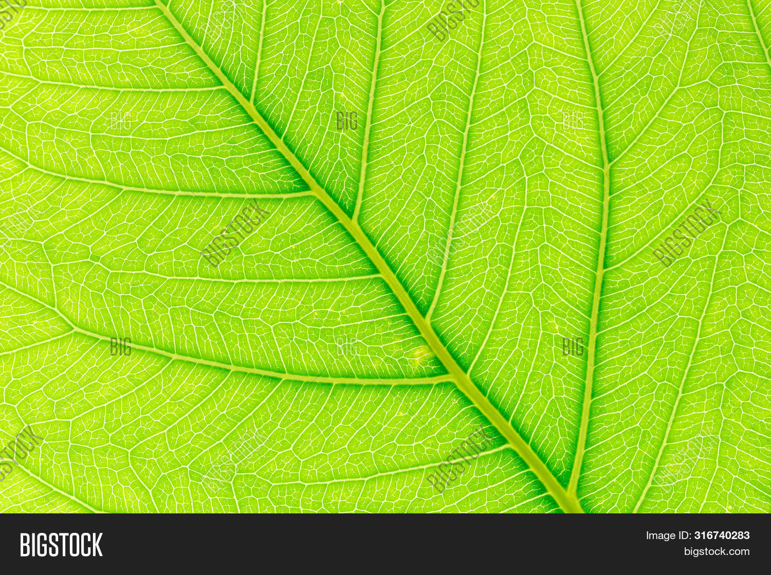 Tree Leaf Nature Image & Photo (Free Trial) | Bigstock