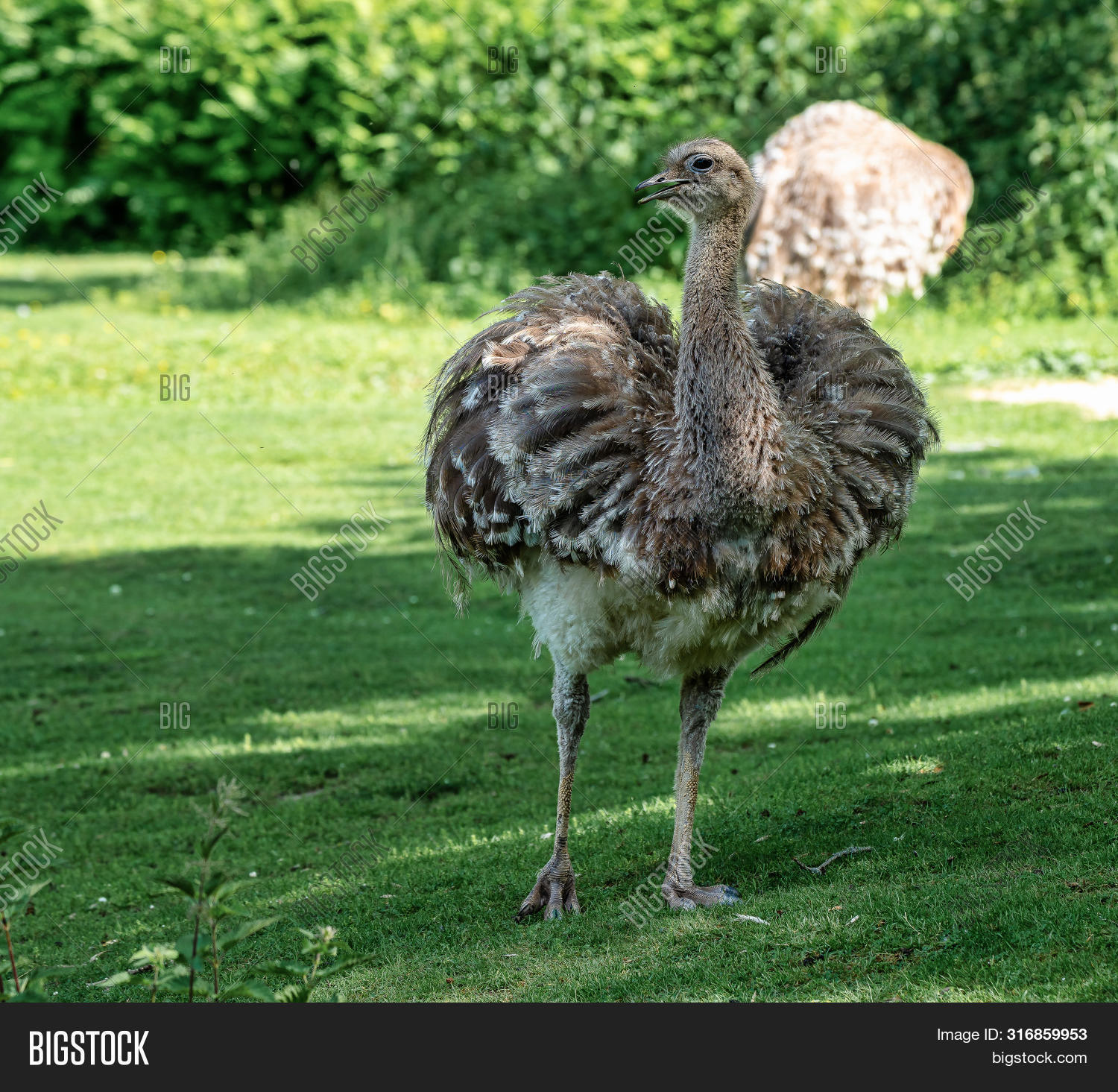 Darwins Rhea, Rhea Image & Photo (Free Trial) | Bigstock