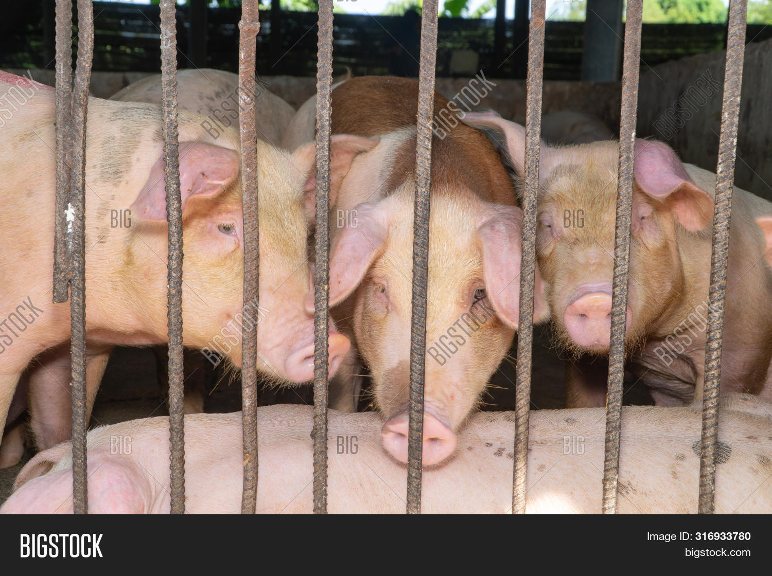 Group Pig That Looks Image & Photo (Free Trial) | Bigstock
