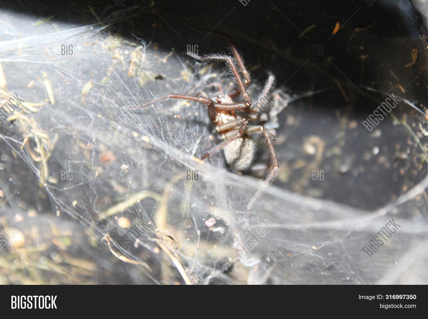 Dust Spider Spiderweb Image & Photo (Free Trial) | Bigstock