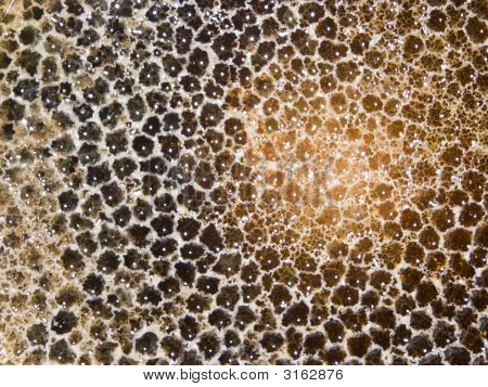 Porous Structure 2 Image & Photo (Free Trial) | Bigstock