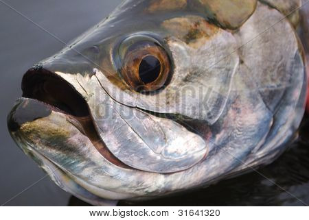 Tarpon Close Image & Photo (Free Trial) | Bigstock