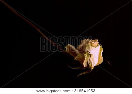 Wilted White Rose On Image & Photo (Free Trial) | Bigstock