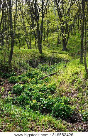 Deep Green Ravine Image & Photo (Free Trial) | Bigstock