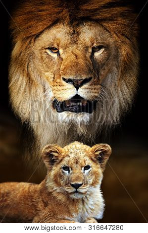 Big Male Lion Cub Image & Photo (Free Trial) | Bigstock