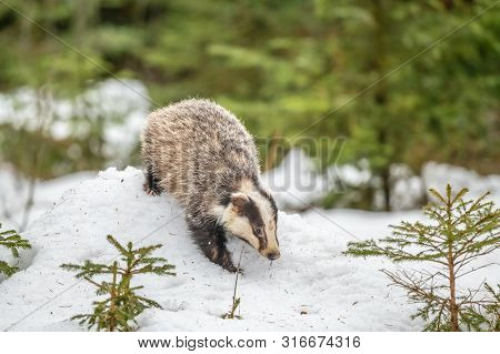 Badger Running Snow, Image & Photo (Free Trial) | Bigstock