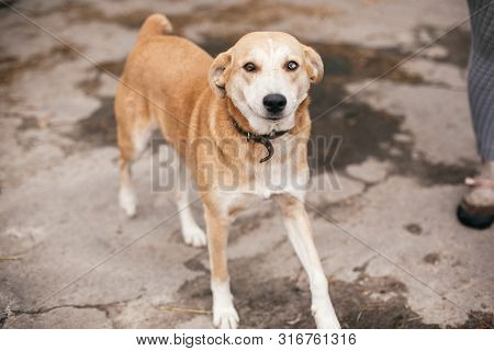 Cute Homeless Dog Image & Photo (Free Trial) | Bigstock