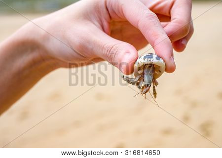 Hermit Crab Movement Image & Photo (Free Trial) | Bigstock