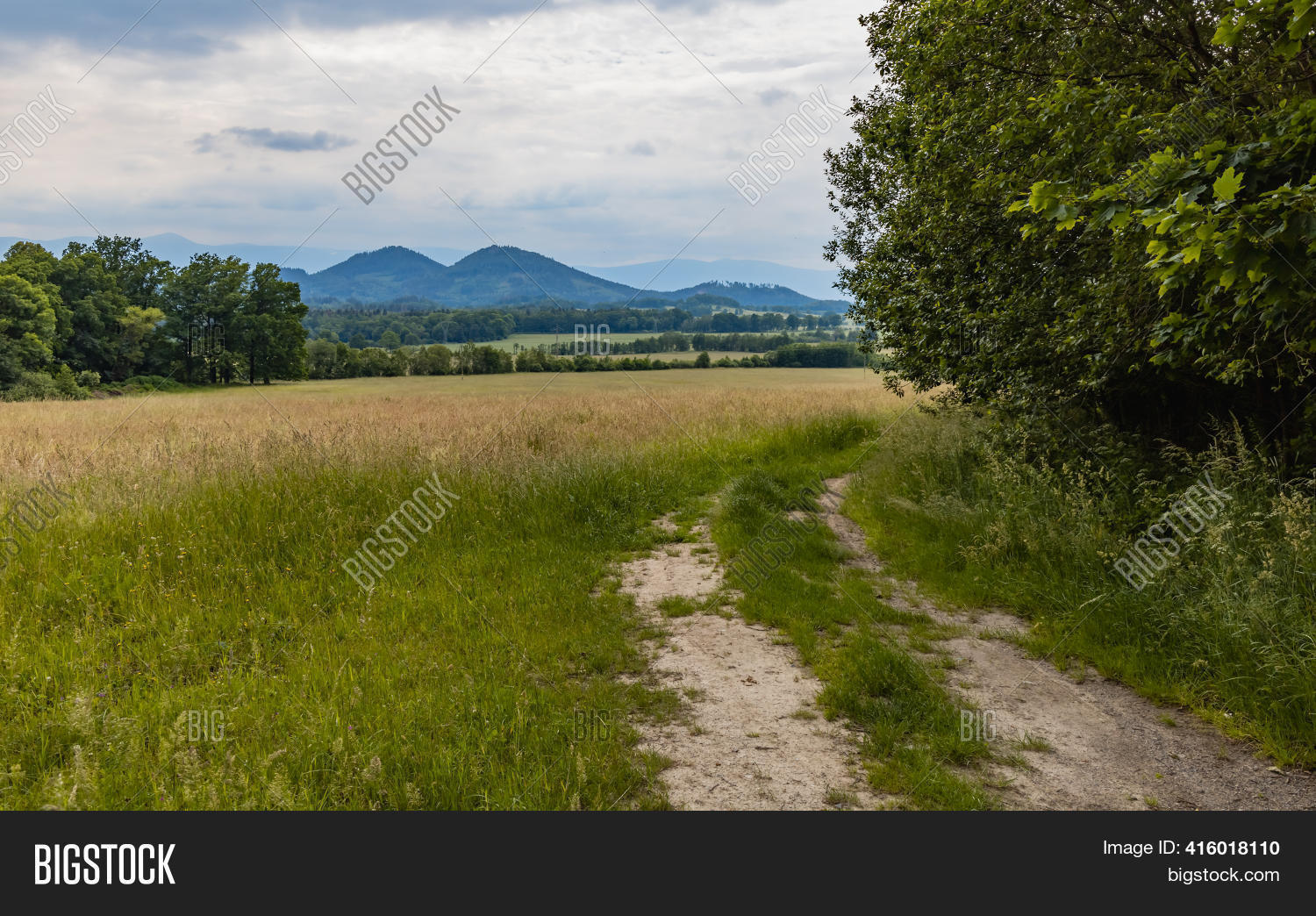 Long Path Bushes Image & Photo (Free Trial) | Bigstock
