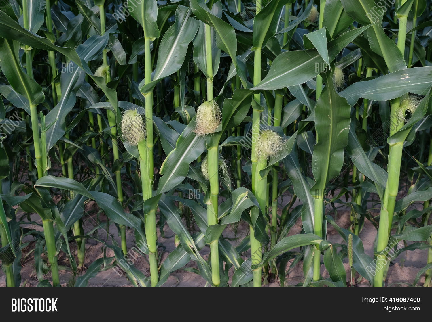 Corn Cobs On Stalks. Image & Photo (Free Trial) | Bigstock