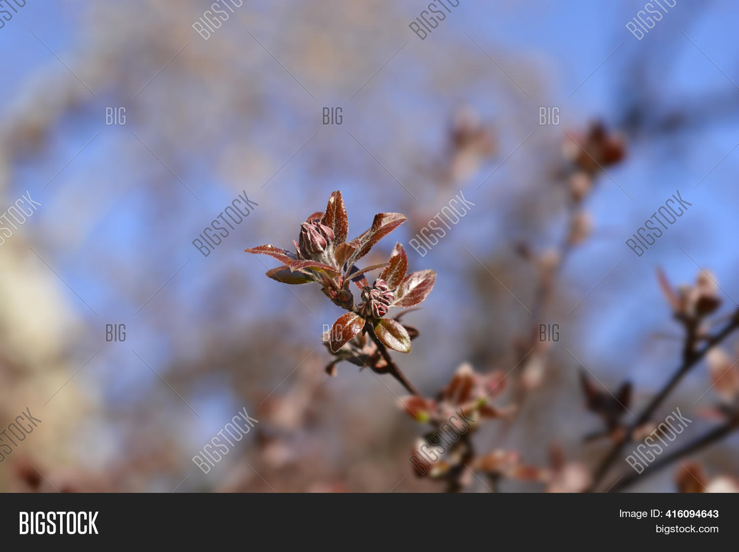 Purple Crab Apple Tree Image & Photo (Free Trial) | Bigstock