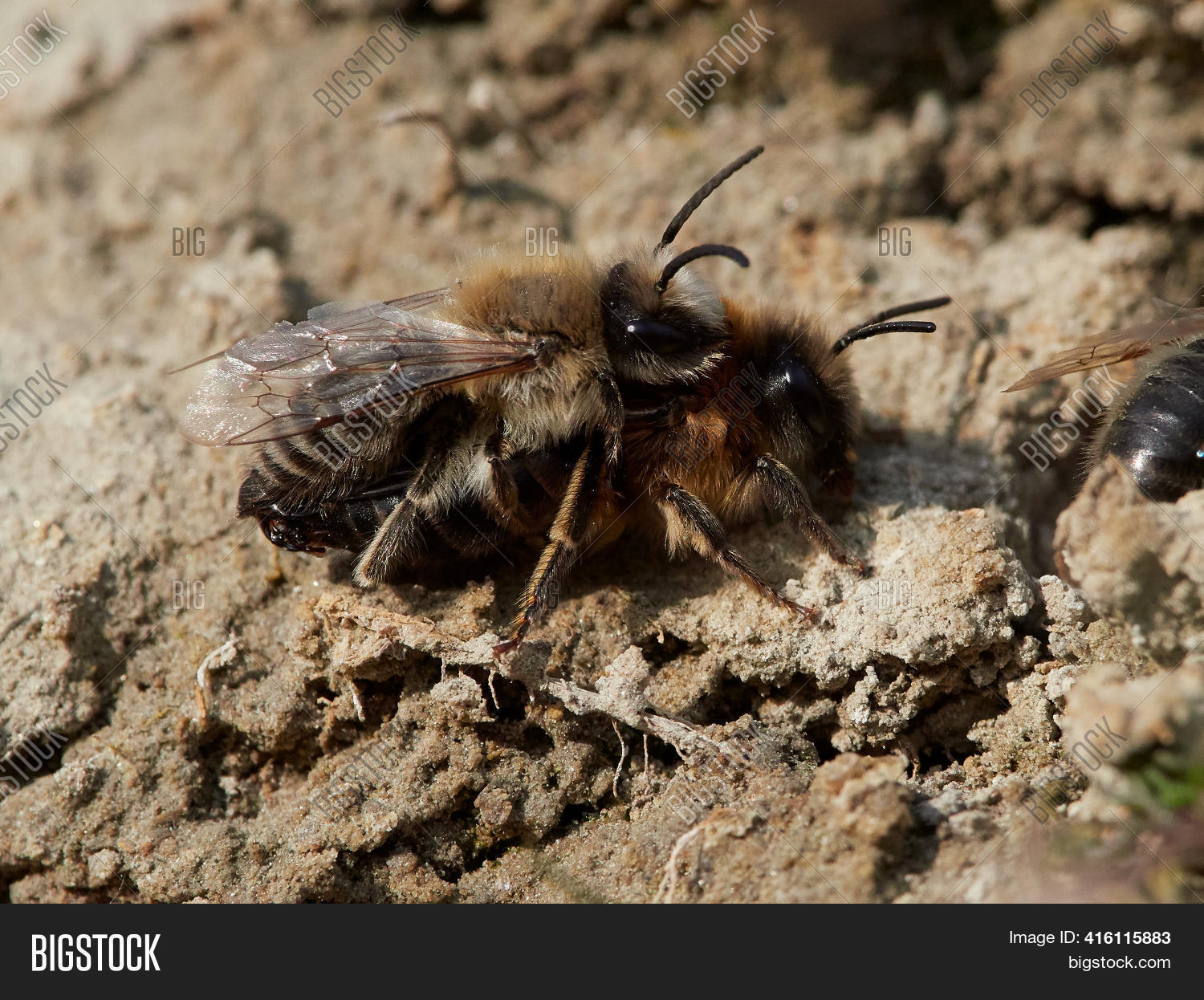 Wild Bees During Image & Photo (Free Trial) | Bigstock
