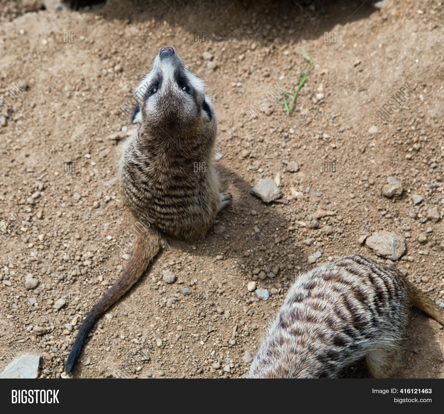 Meerkat Looks . Image & Photo (Free Trial) | Bigstock