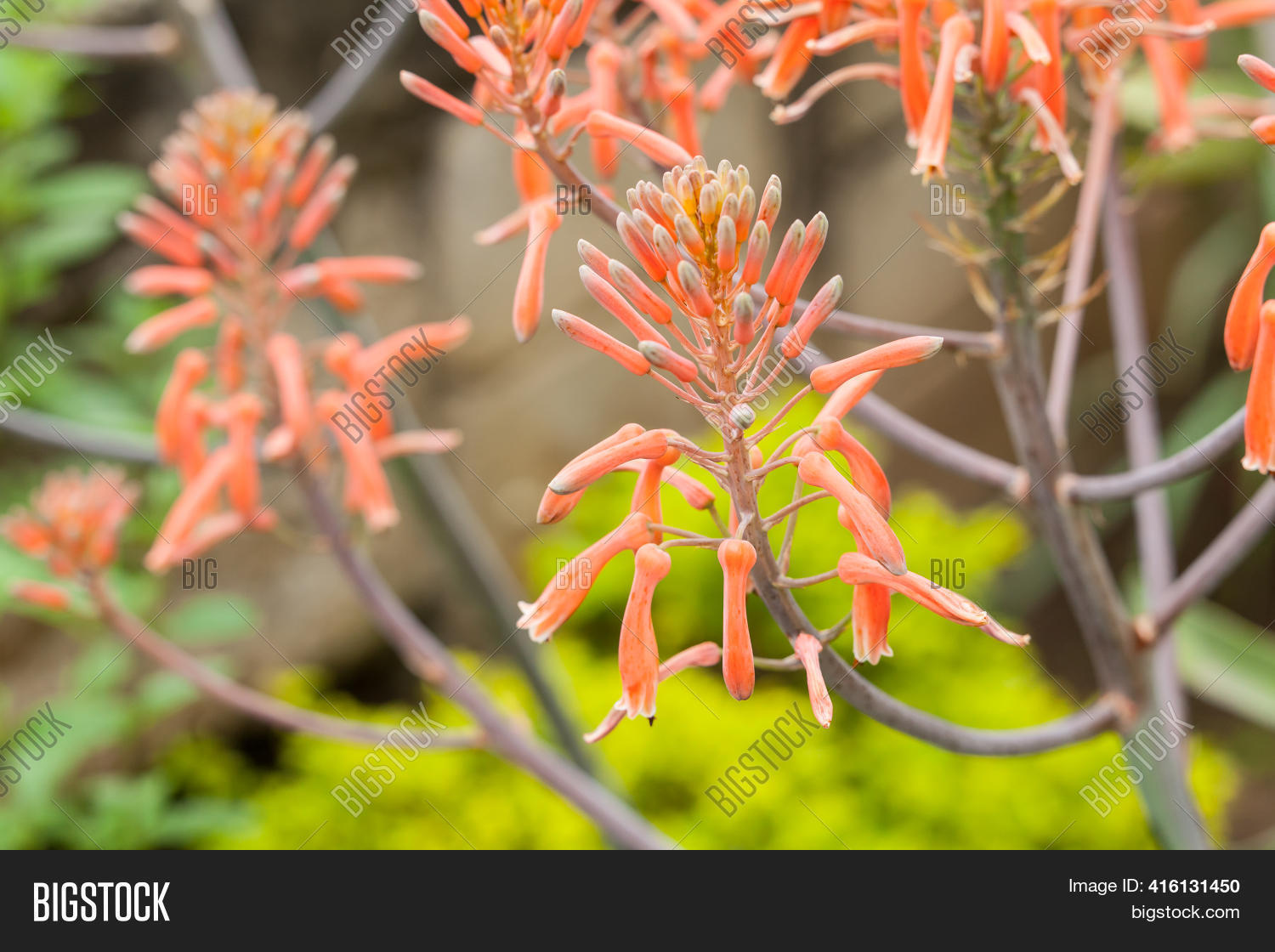 Flower Penca Sabila, Image & Photo (Free Trial) | Bigstock