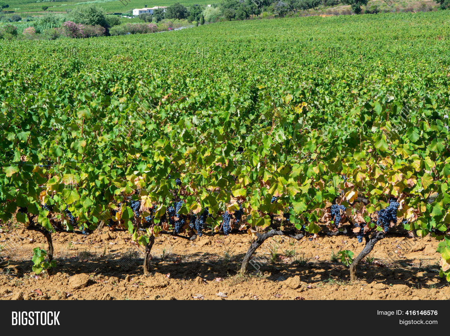 Rows Ripe Wine Grapes Image & Photo (Free Trial) | Bigstock